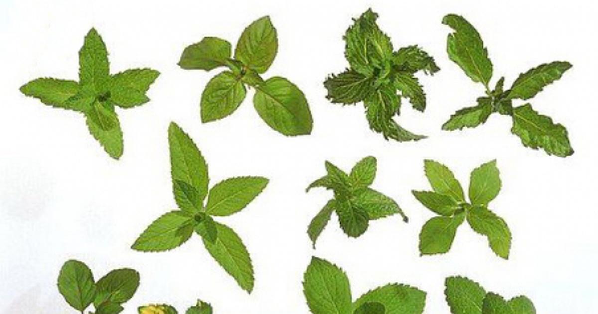 6 tipuri de menta. Vezi si cand o poti folosi ca remediu • Buna Ziua ...