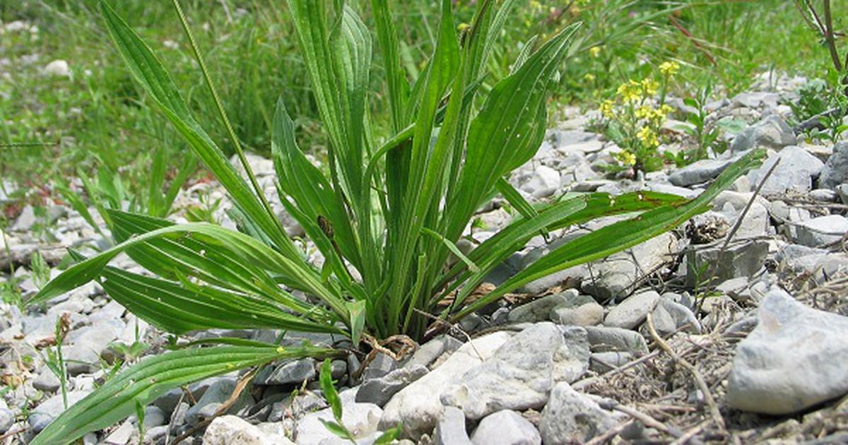 Patlagina ingusta are grija de plamani si piele. Descopera cum prepari ...