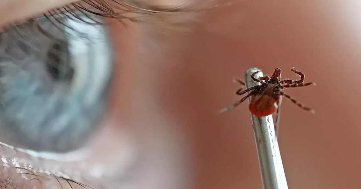 Сăpușe mici. Cum acestea pătrund în locuința unei persoane?