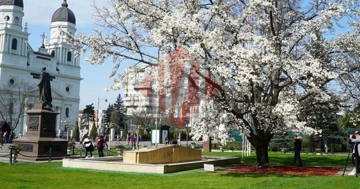 Imagini superbe cu magnolia înflorită din fața Primăriei Iași - GALERIE ...