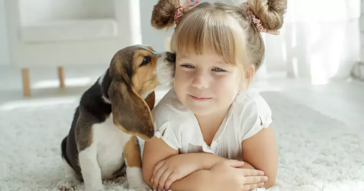 Câini de talie mică pentru copii. La ce să fiți atenți când vă alegeți ...