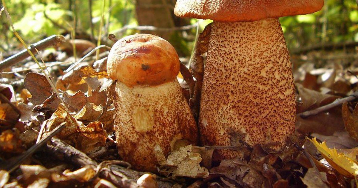 Hribi de plop, ciuperci care trebuie gătiți bine