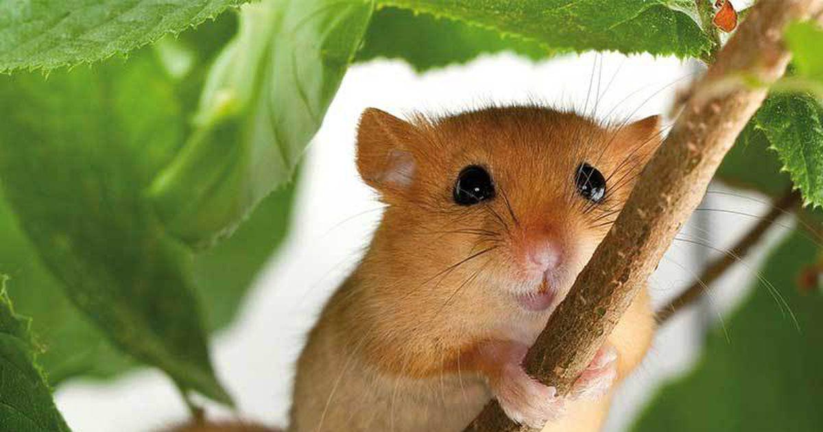 Unde poți găsi pârșul de alun, unul dintre cele mai vechi mamifere