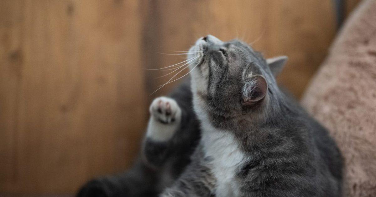 Cât trăiește un purice în casă? Metode eficiente pentru a scăpa de ...