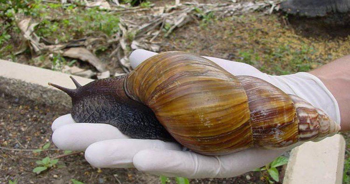 Melcii africani uriași ca animale de companie au cucerit internetul ...