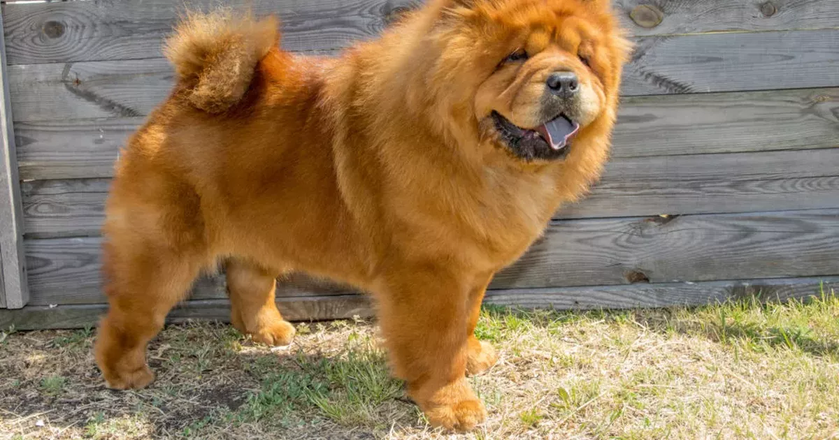 Toate informațiile despre rasa de câine Chow Chow!