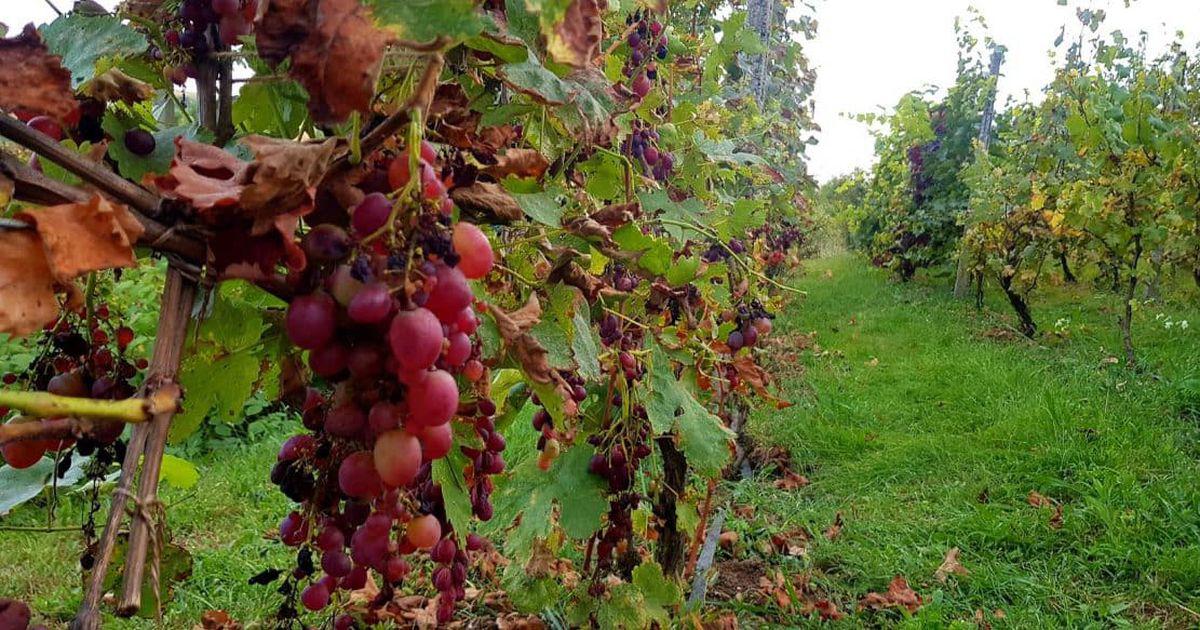 Soiuri de struguri pentru vin roze. Factori de care depinde selecția ...