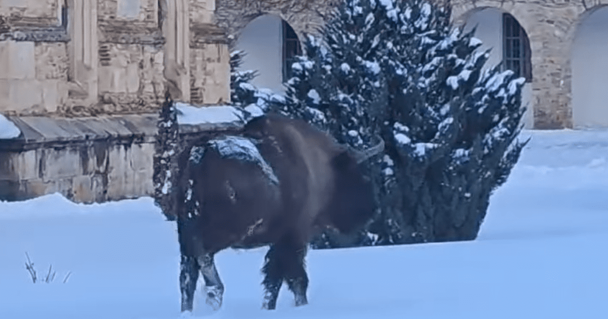 Imagini inedite de iarnă! Un zimbru s-a plimbat nestingherit prin ...