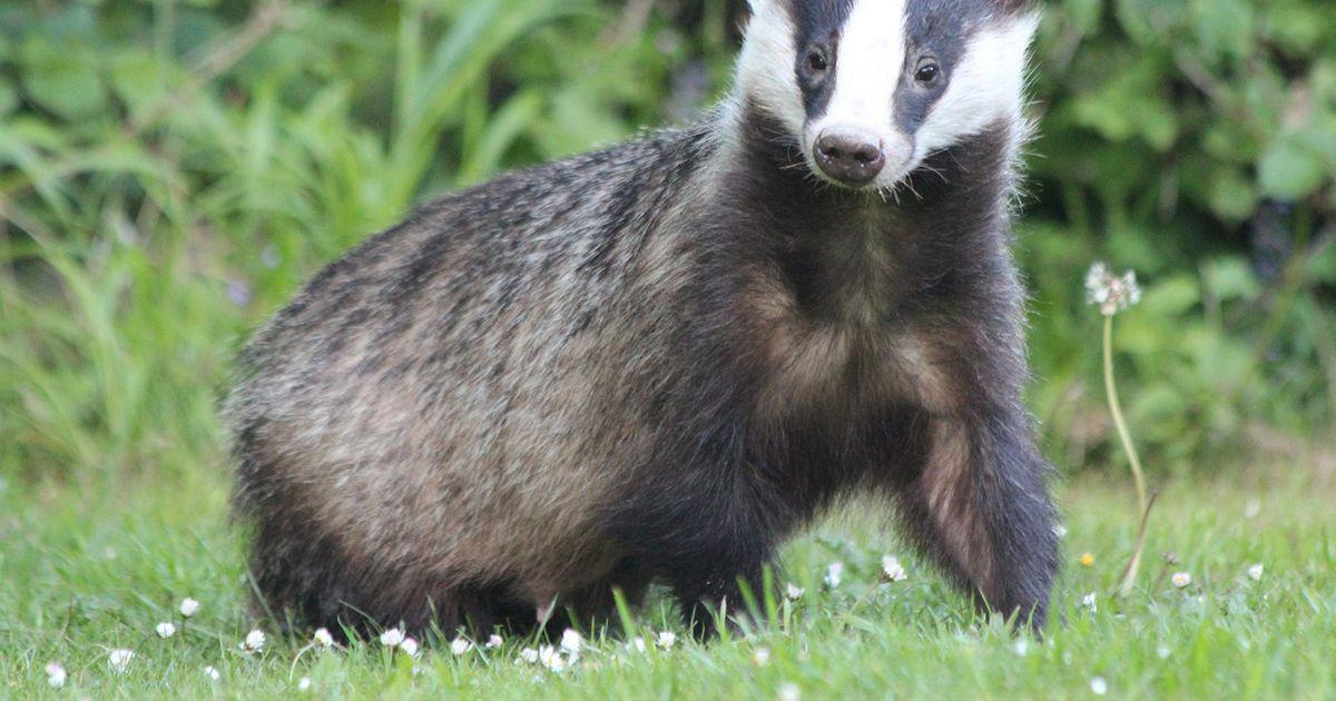 Bursucul în România - Animalul care produce pagube majore gospodarilor