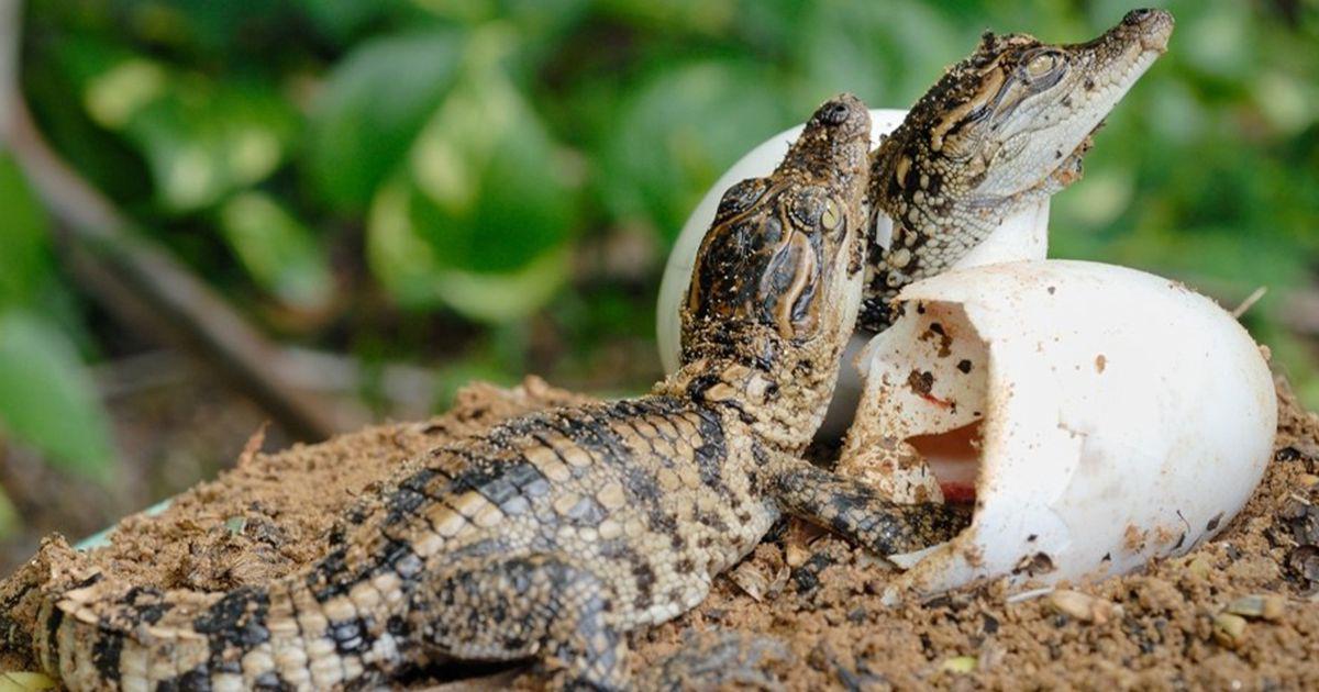 Un ieșean a crescut doi pui de crocodil, apoi i-a sacrificat pentru