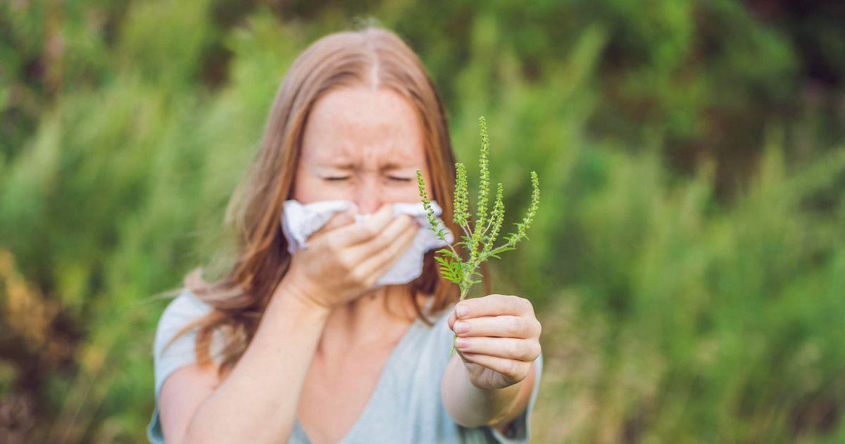 De ce apare alergia la ambrozie. Ce trebuie să știi despre această plantă
