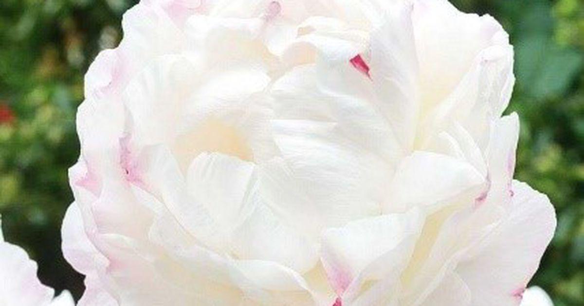 Cum plantăm, îngrijim și înmulțim bulbii de bujor?