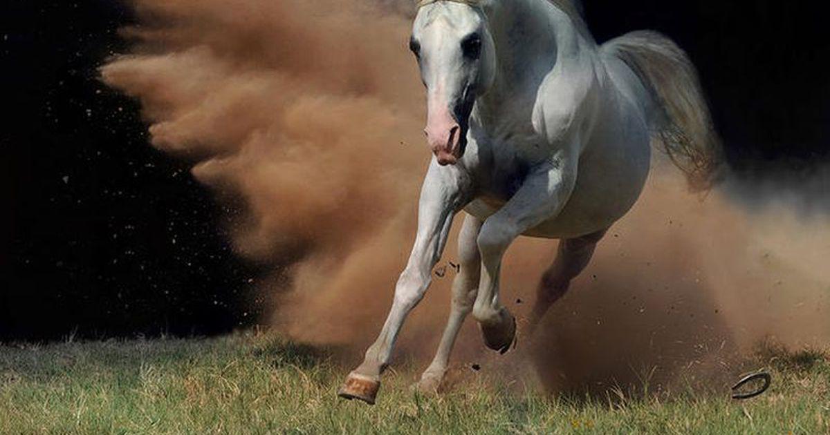 Calul arab, una dintre cele mai frumoase și prestigioase rase de cai ...