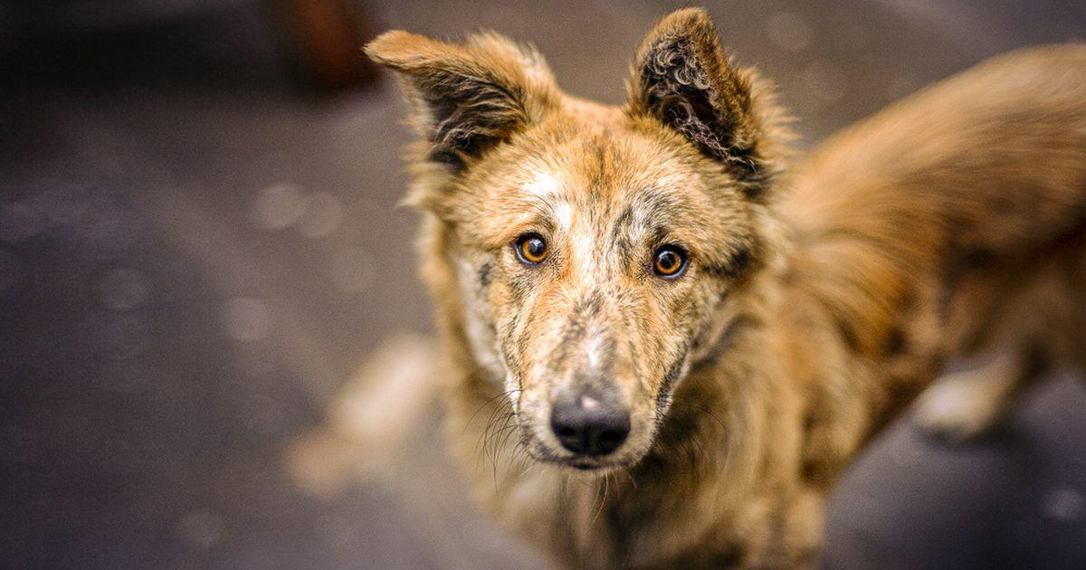 Cât trăiește un câine maidanez? Ce diferență există între aceștia și ...