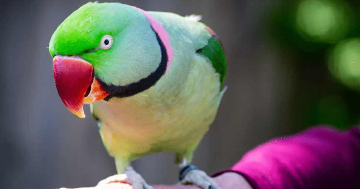 Ce specii de papagali vorbitori există, cum arată ei și cât costă un ...