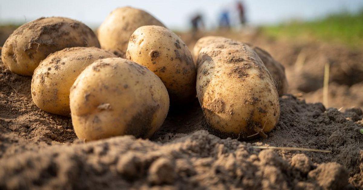 14.8 tone la hectar este randamentul la cartofi în România! Danemarca ...
