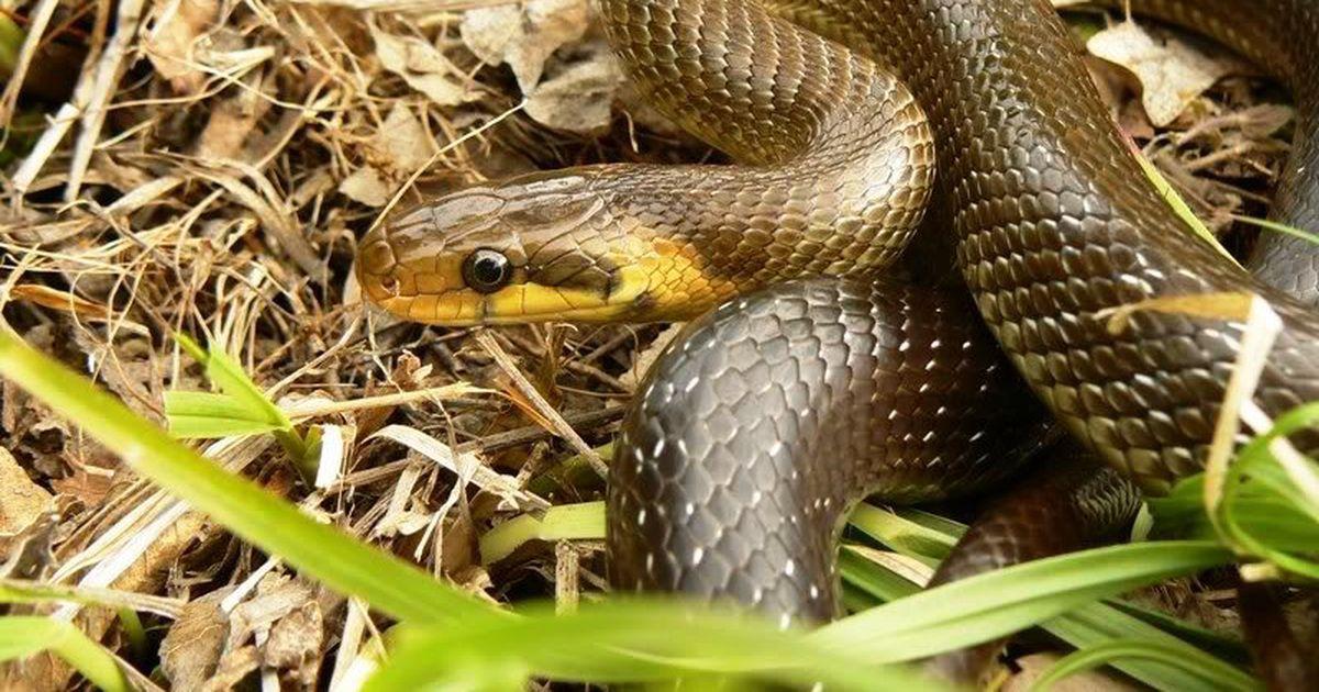 Invazie de șerpi pe străzile acestui oraș! Reptilele ajung până la 2.5 ...