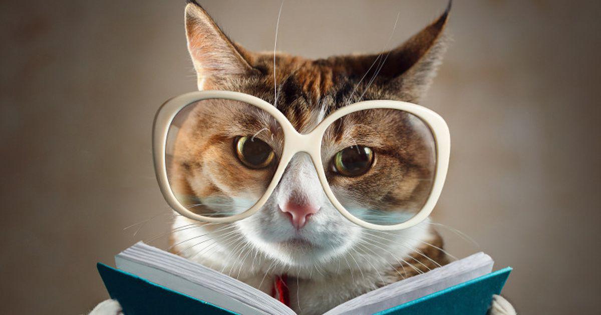 Prima carte specială pentru pisici, scrisă pe limba lor: „Meow, meow ...