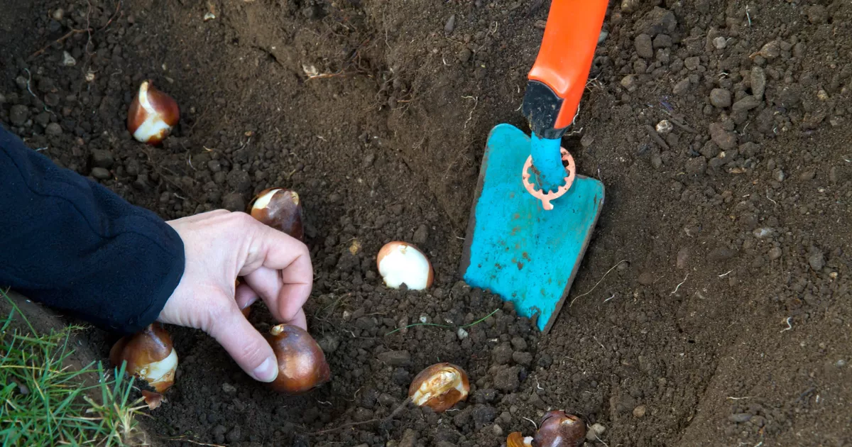 Când se plantează lalelele? Cum să ai cele mai frumoase și sănătoase flori