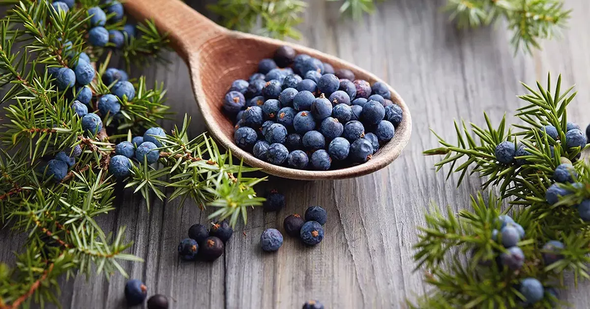 Boabe de ienupăr. Remediul naturist care stimulează digestia și reduce ...