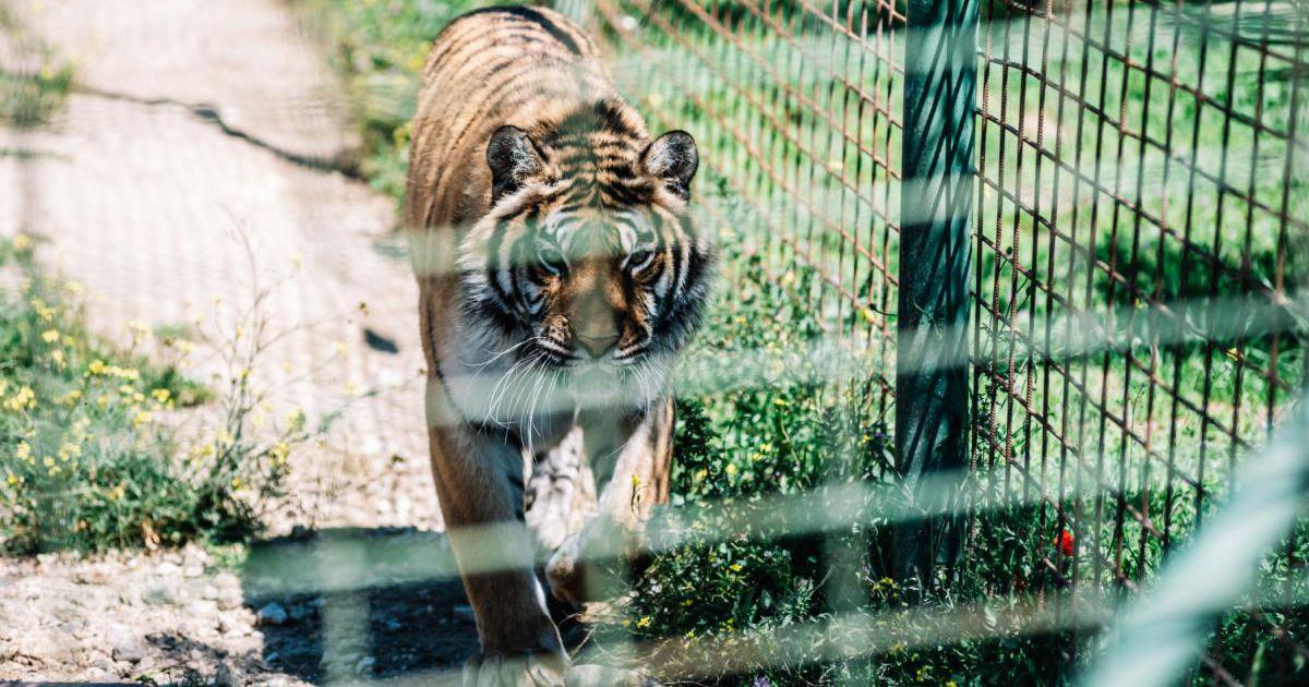 Tragedie la Grădina Zoologică Pitești: Un îngrijitor a fost ucis de un ...