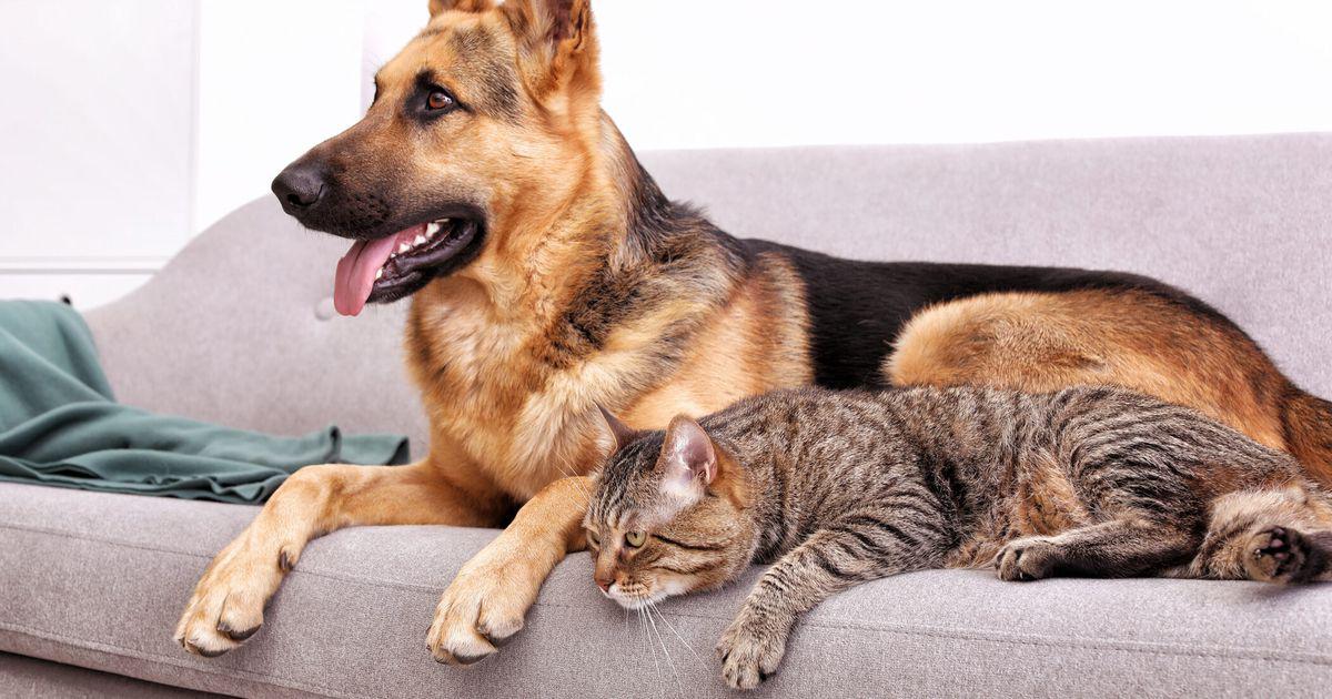 Vânzarea de câini pe internet este ilegală. OLX România a introdus