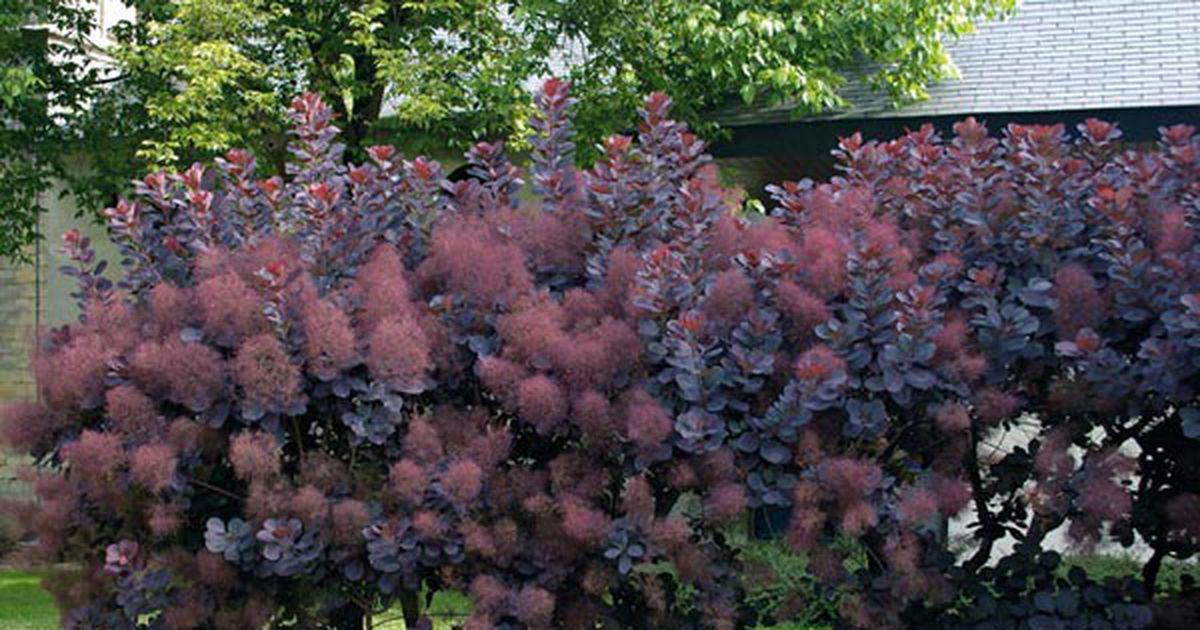 Ceaiul de scumpie ajuta digestia, trateaza incontinenta urinara ...