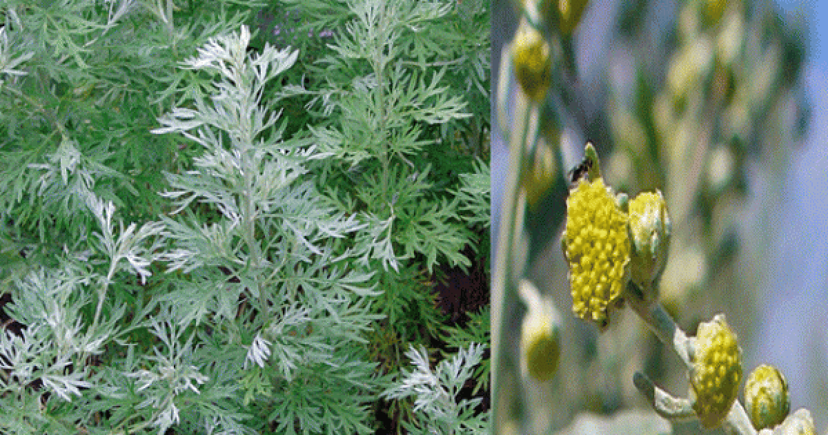 Pelinul te scapa de gandacii de bucatarie, purici, plosnite si capuse ...