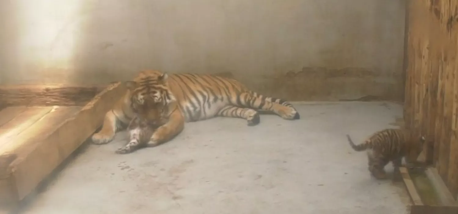 BZI.ro - Imagini cu doi pui de tigru siberian născuți într-o grădină ...