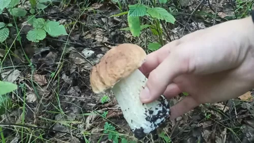 Hribi de plop, ciuperci care trebuie gătiți bine