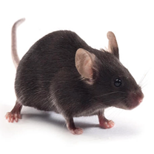 Ce înseamnă când visezi șoareci: Semnificația visului • Buna Ziua Iasi ...