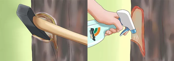 „Ce să torn la rădăcina unui copac să se usuce?”. Eliminarea plantelor ...