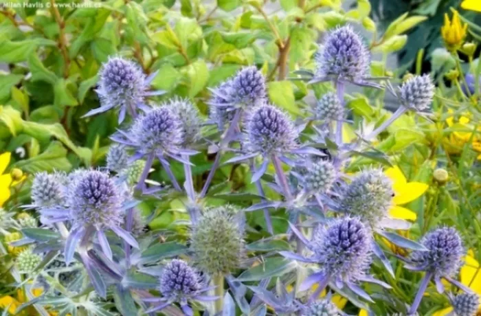 Scai vânăt: Ceaiul minune cu efecte nebănuite