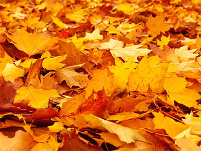 Din ce culori se face portocaliu: Definiția bogăției și iluminării