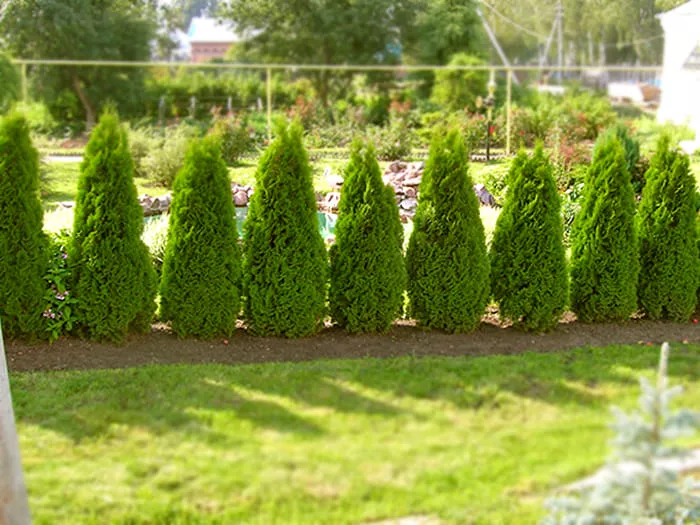 Când se plantează Tuia? Reguli pentru îngrijirea plantei decorative