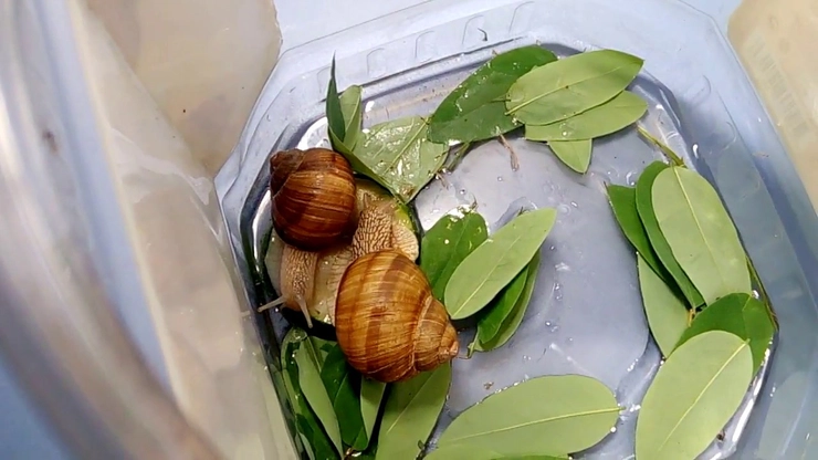 Ce mănâncă melcii: De ce factori depinde nutriția moluștelor