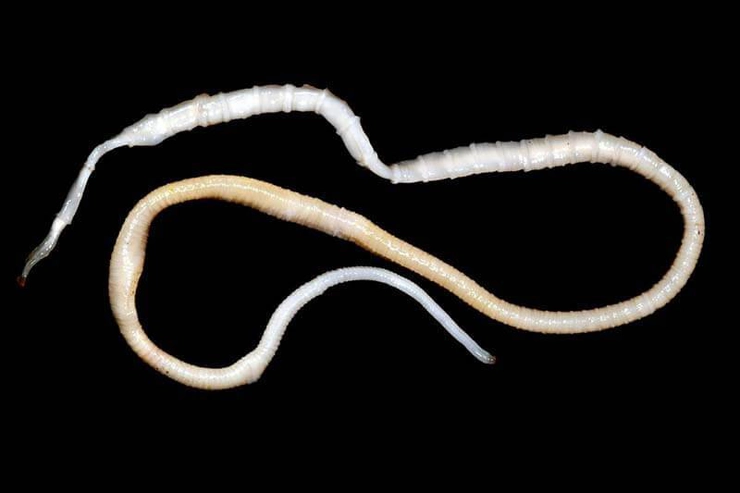 Tenia la om. Ce procese din organism sunt perturbate din cauza viermilor