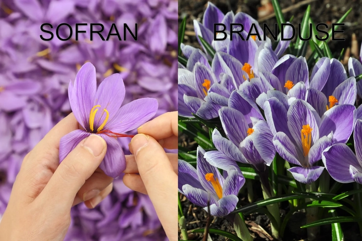 Brândușa de pădure, floarea care anunță primăvara